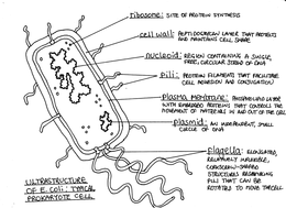 Annotated drawing of the prokaryotic cell - Prokaryotes drawing - Stuvia