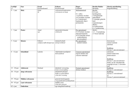 Samenvatting ontwikkelingsfasen - Ontwikkelingspsychologie - Stuvia
